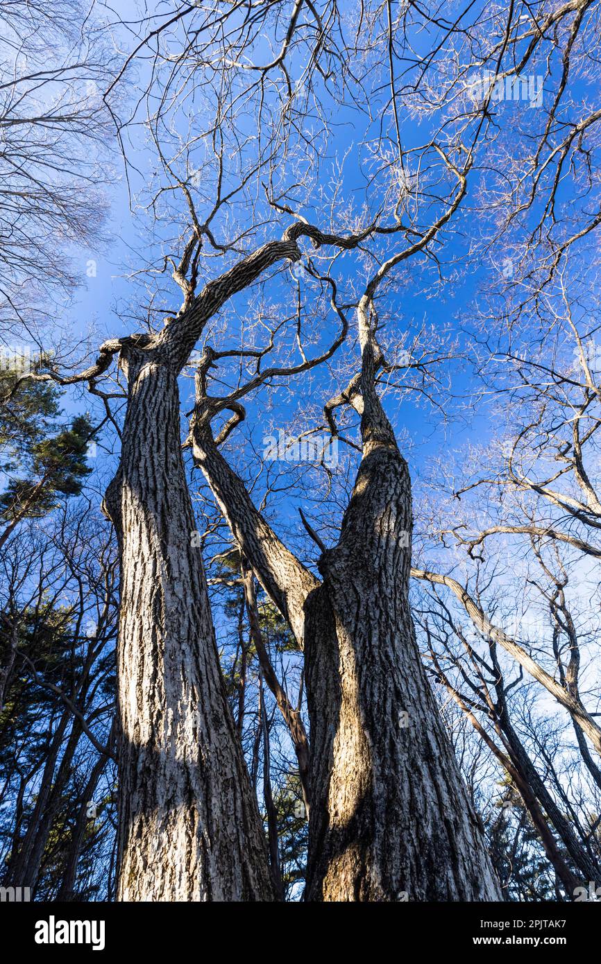 Big wild oak trees, winter, Mt. Bounoore, Okutama & Okumusashi ...