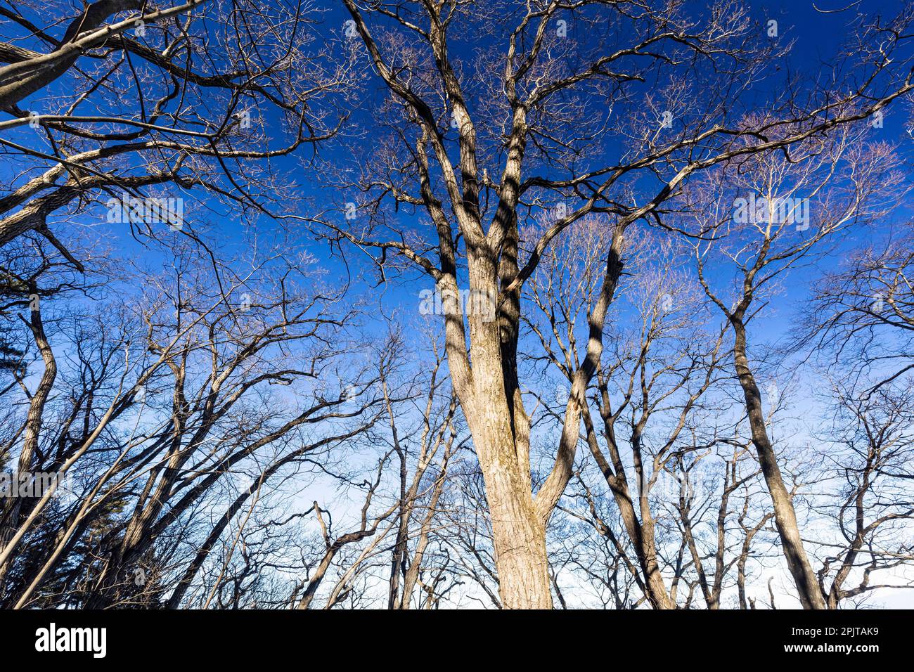 Big wild oak trees, winter, Mt. Bounoore, Okutama & Okumusashi ...