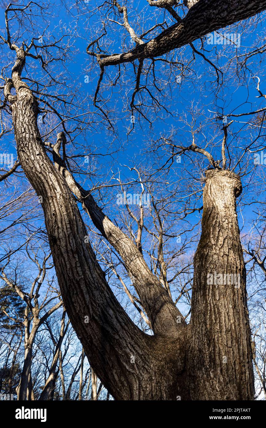 Big wild oak trees, winter, Mt. Bounoore, Okutama & Okumusashi ...