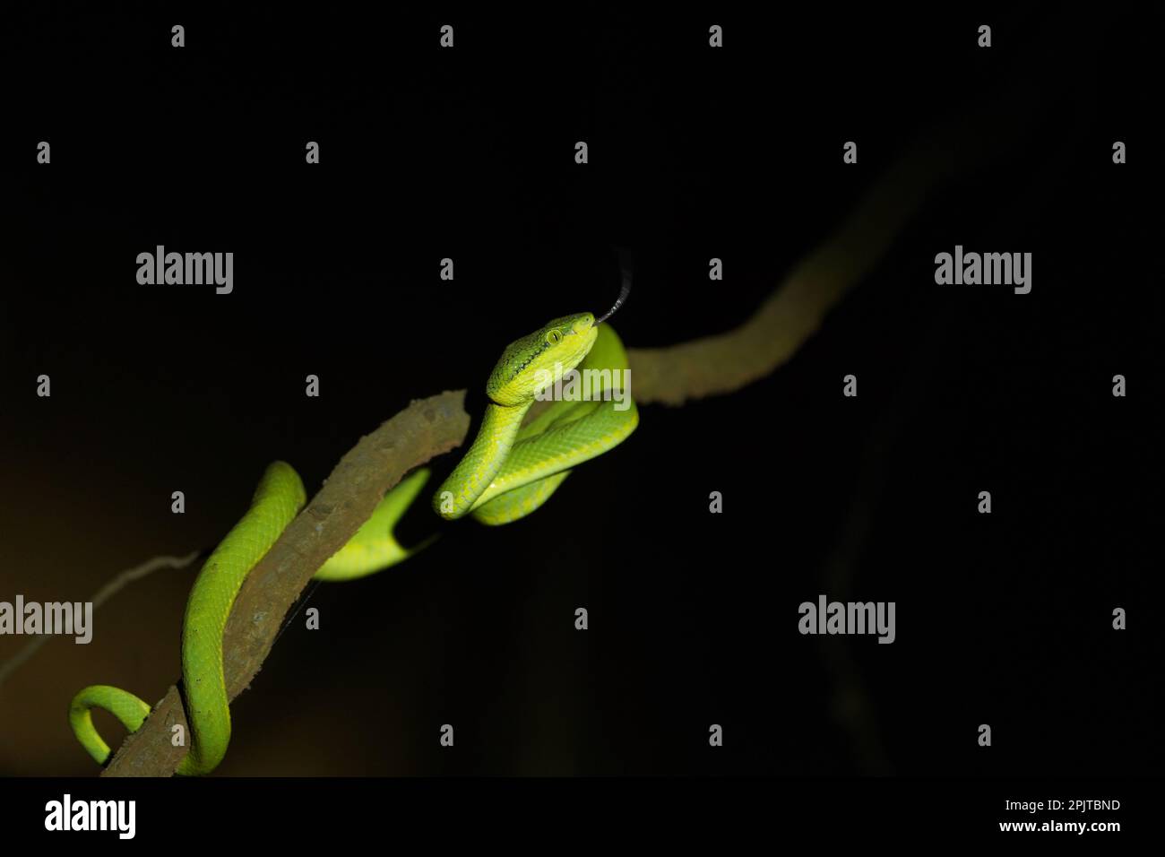 Bamboo pit viper (Craspedocephalus gramineus), satara maharashtra india ...