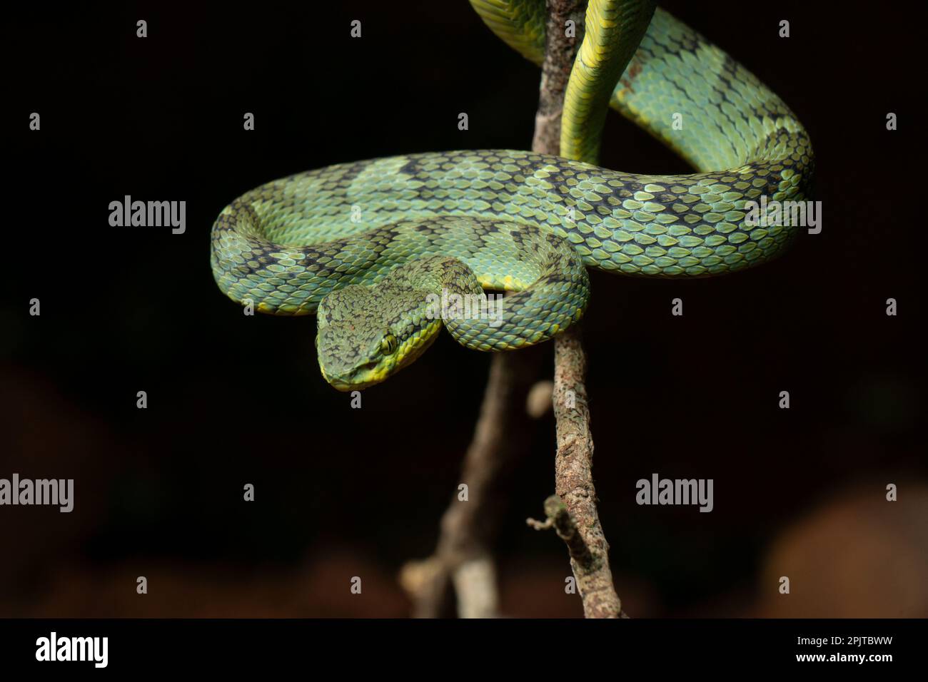 Bamboo pit viper snake hi-res stock photography and images - Alamy