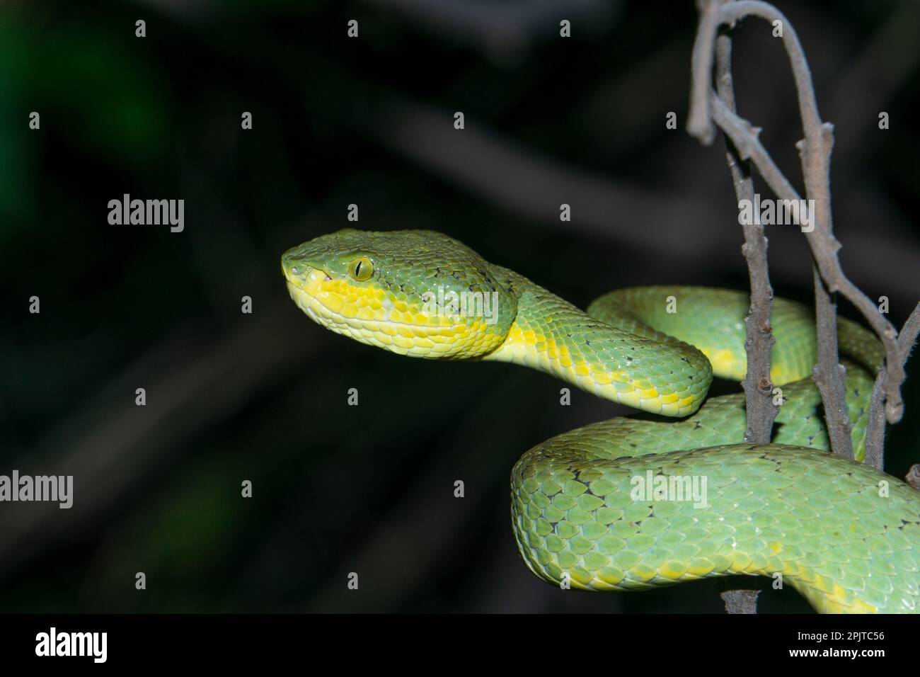 Bamboo pit viper (Craspedocephalus gramineus), satara maharashtra india ...