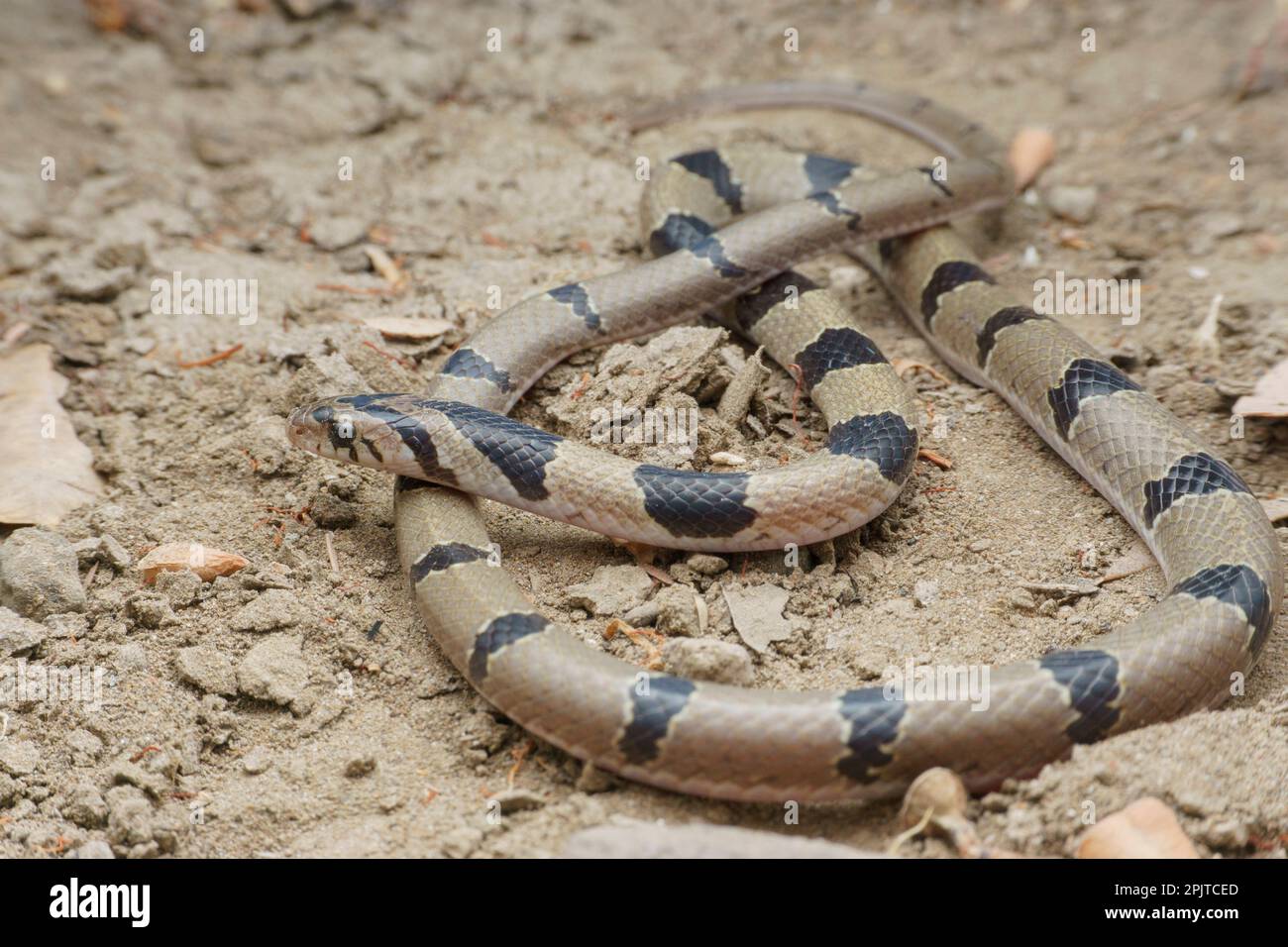 Banded kukari snake (oligodon species), satara maharashtra india (1 ...