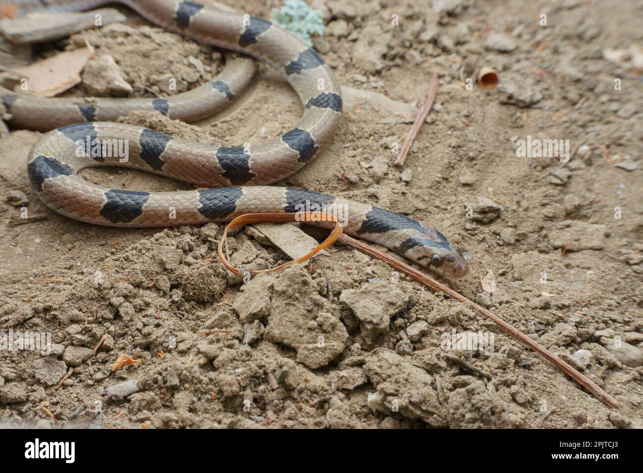 Banded kukari snake (oligodon species), satara maharashtra india (1 ...