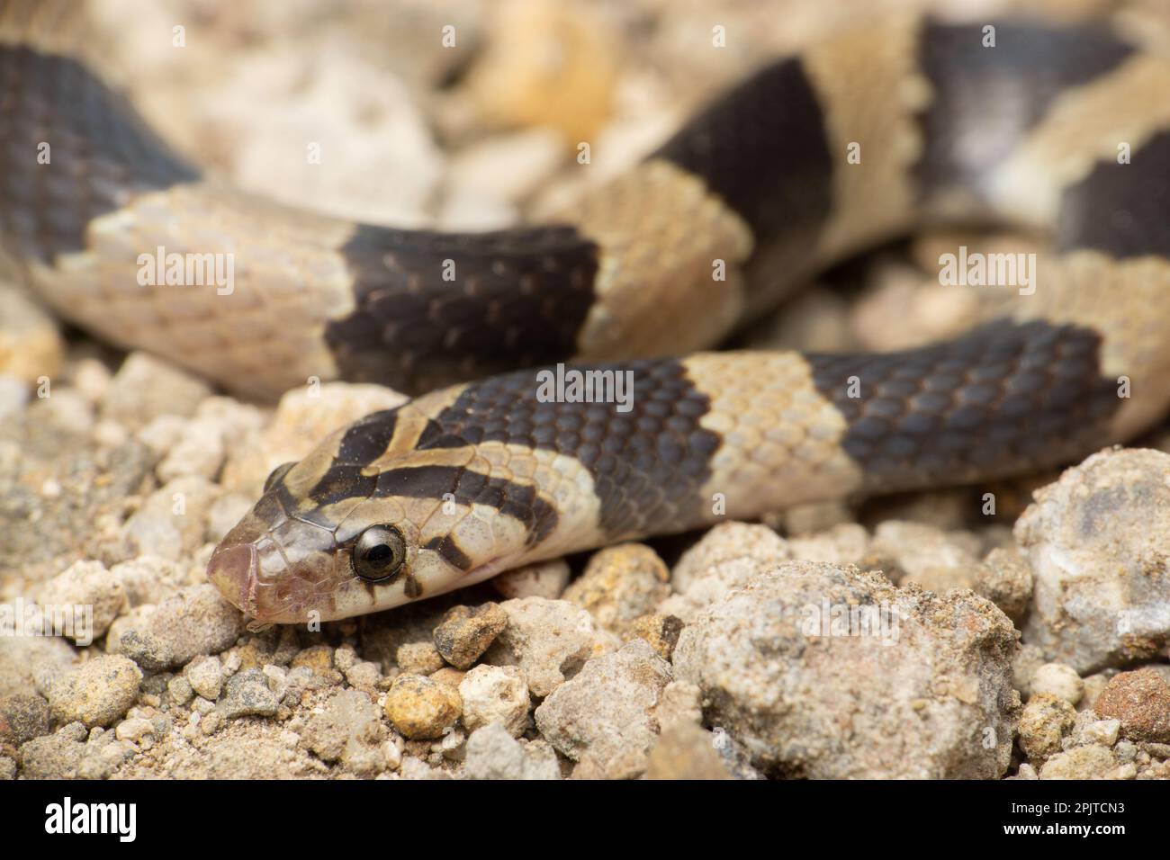 Banded kukari snake (oligodon species), satara maharashtra india (1 ...