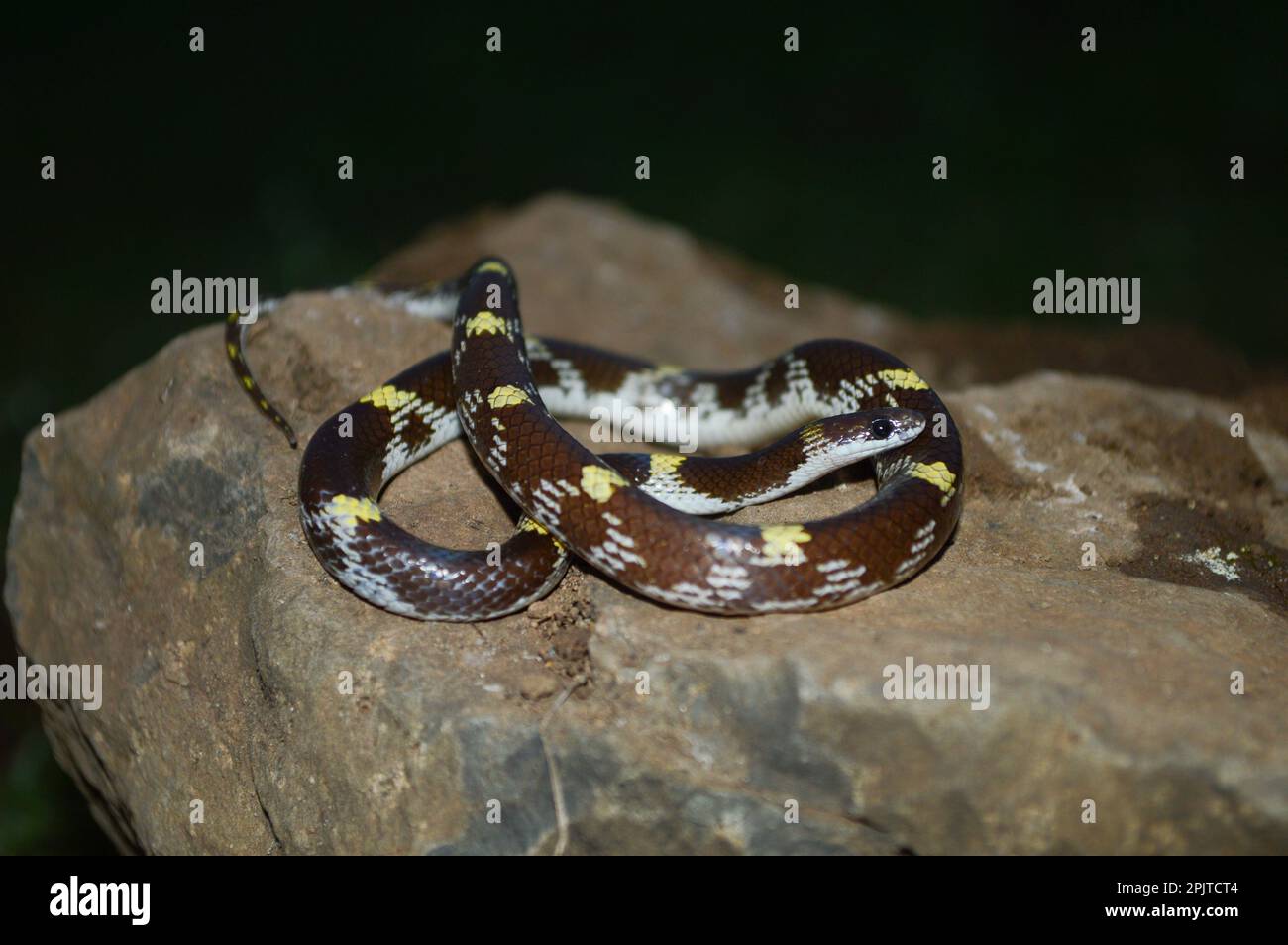Barred wolf snake (Lycodon striatus) from southern western ghats ...