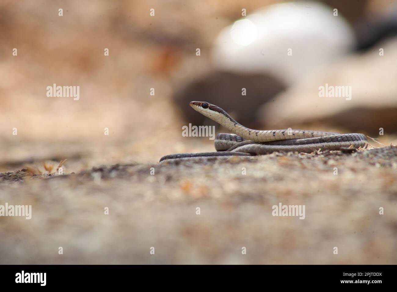 Bronzeback tree snake (Dendrelaphis tristis), satara maharashtra india ...