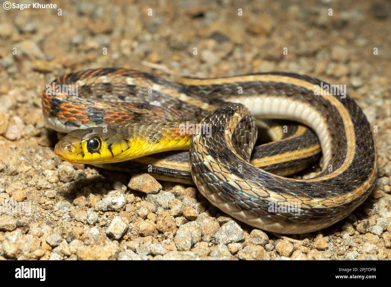 Keelback scales hi-res stock photography and images - Alamy
