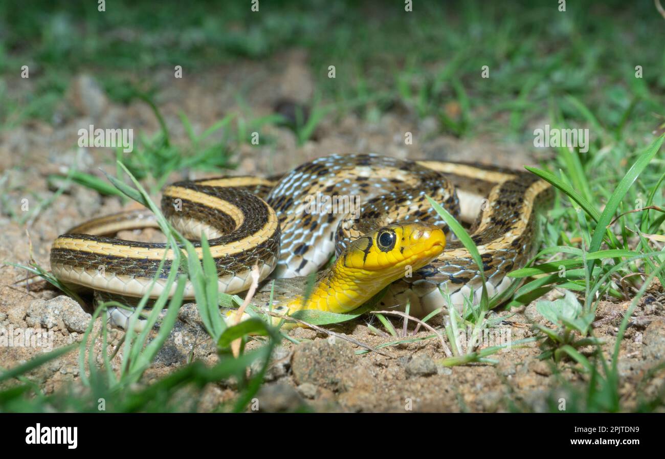 Keelback scales hi-res stock photography and images - Alamy