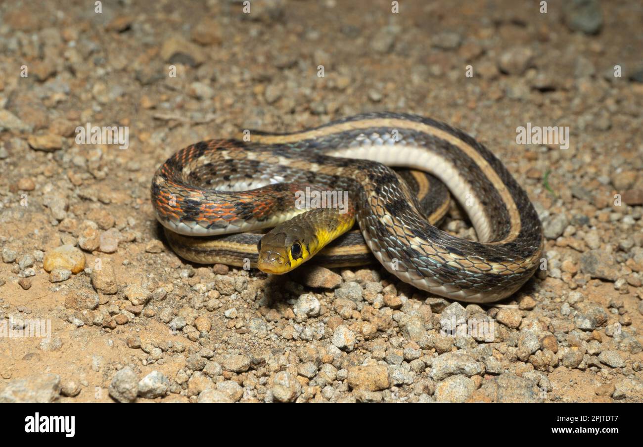 buff striped keelback (Amphiesma stolatum) Satara, maharashtra india (1 ...