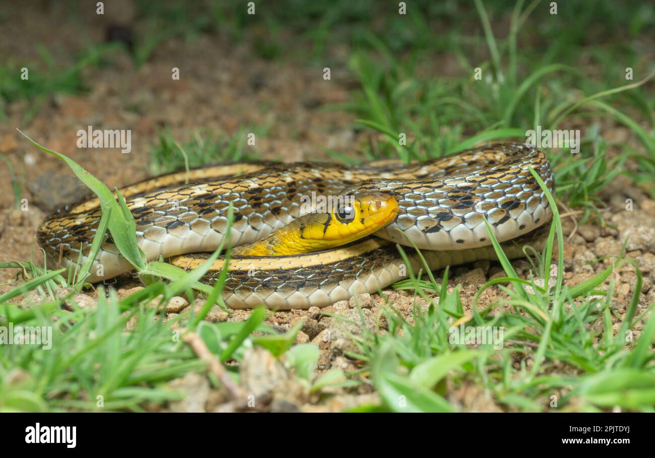 Indian cobra maharashtra hi-res stock photography and images - Alamy