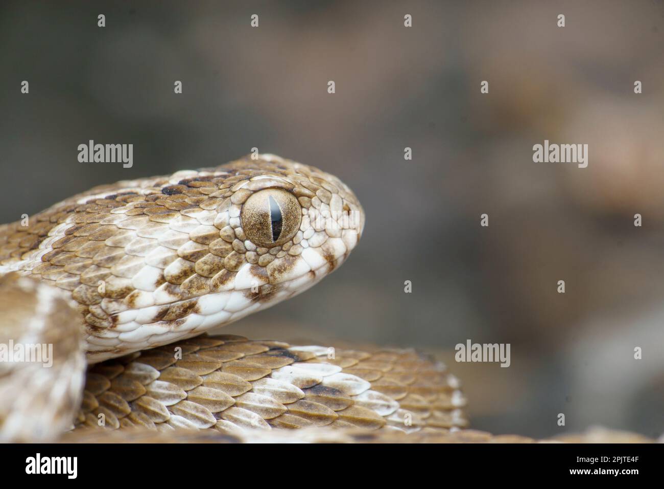 Closeup of Saw scaled viper (echis carinatus), satara maharashtra india ...