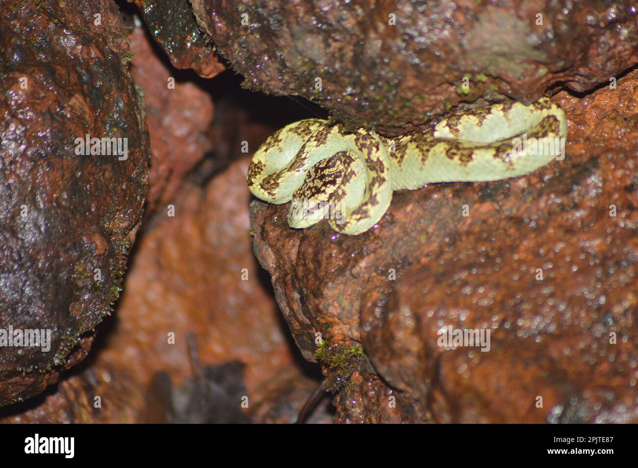 Craspedocephalus malabaricus, commonly known as Malabar pit viper ...