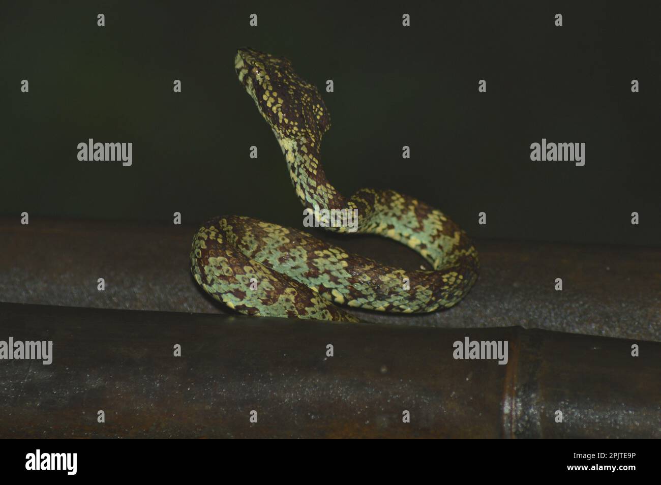 Craspedocephalus malabaricus, commonly known as Malabar pit viper ...