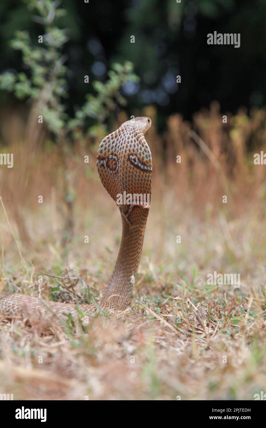 Diffrend hood mark of indian cobra (naja naja), satara maharashtra ...