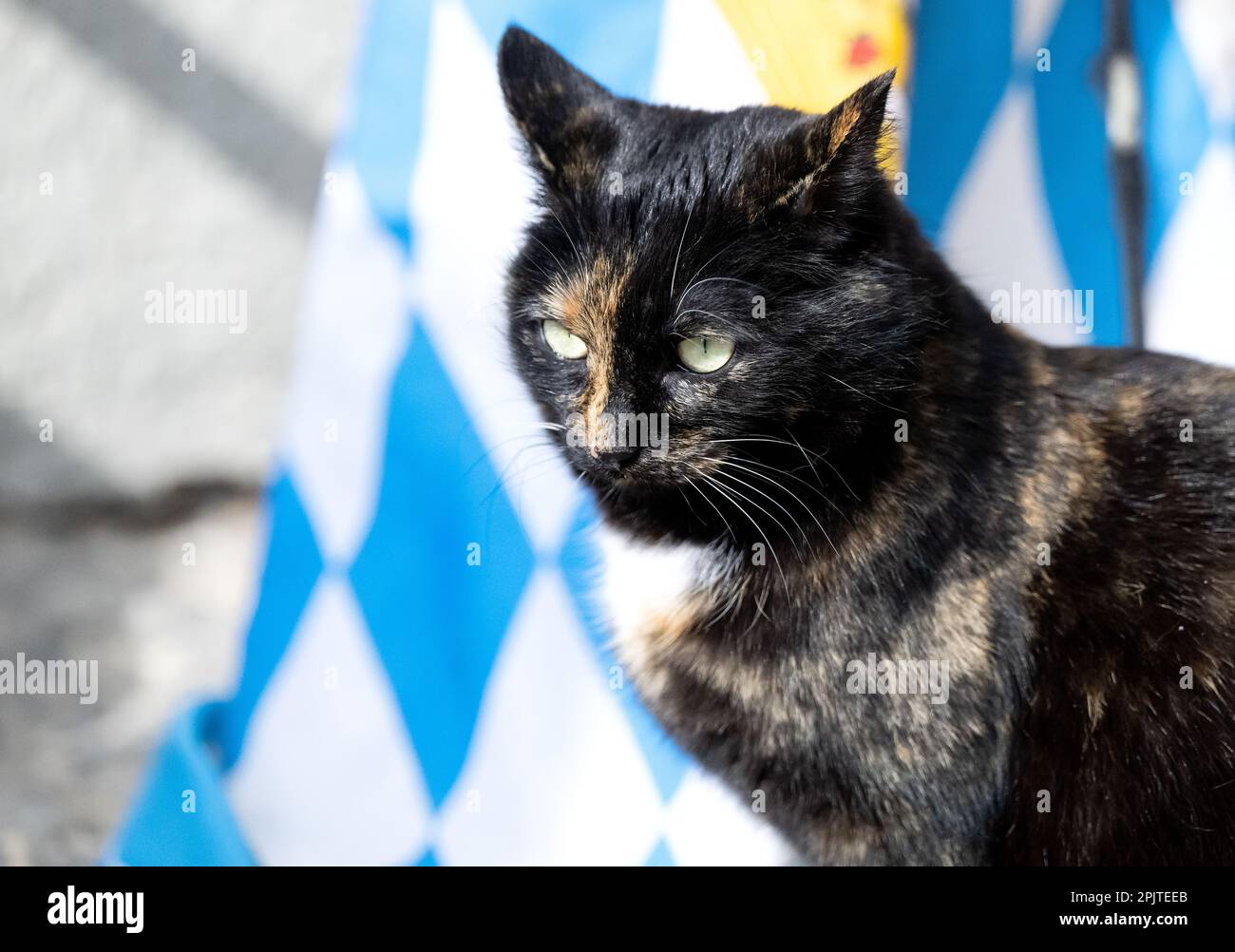 Riding squad hi-res stock photography and images - Alamy