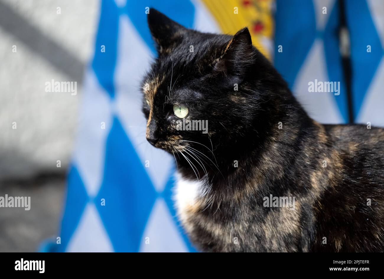 Cat squad hi-res stock photography and images - Alamy