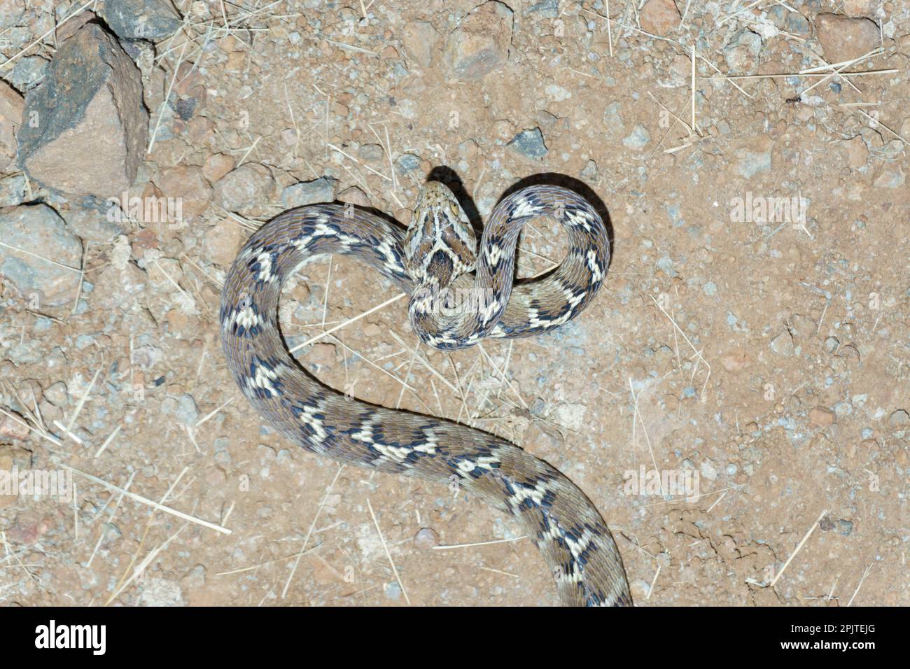Dorsal view of common cat snake (Boiga trigonata), satara maharashtra india Stock Photo - Alamy