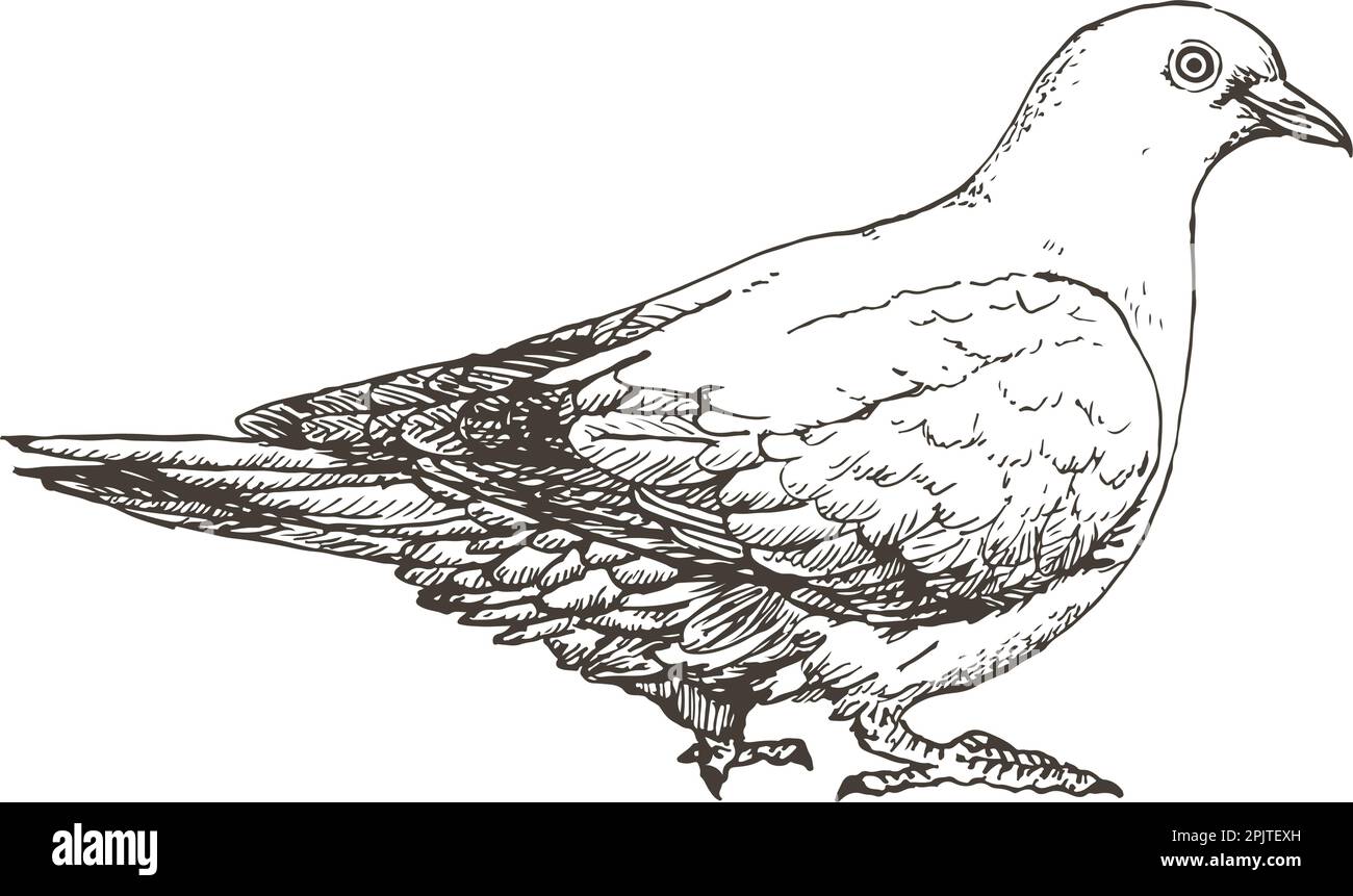 Pigeon, hand drawn, vector illustration Stock Vector Image & Art - Alamy