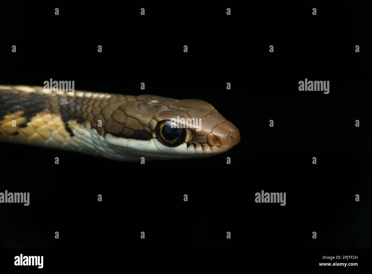 Head of bronzback tree snake (Dendrelaphis tristis), satara maharashtra ...