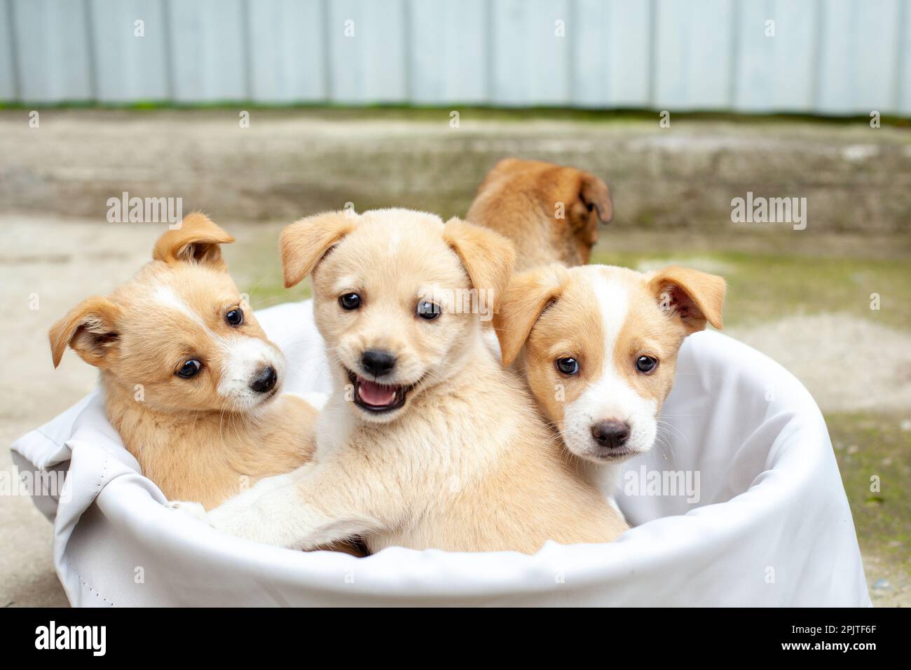 small cute dogs in the yard Stock Photo - Alamy