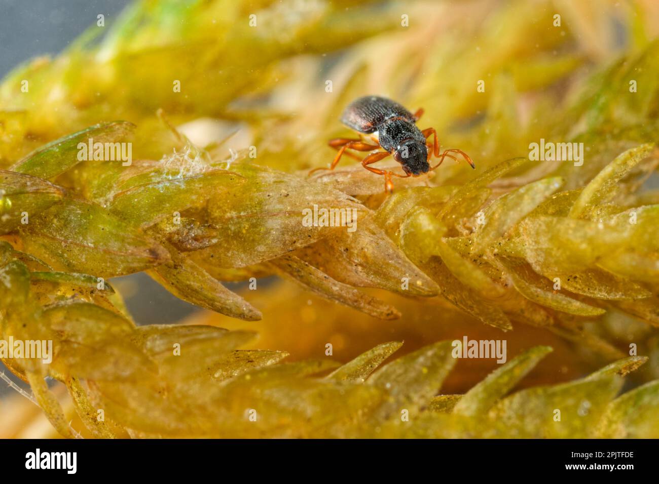 Minute moss beetle (Hydraena Stock Photo - Alamy