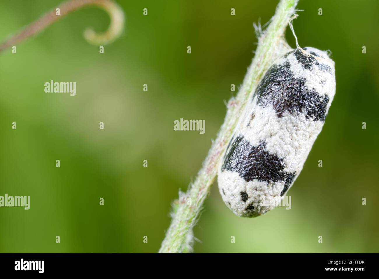 Wasp pupa hi-res stock photography and images - Alamy