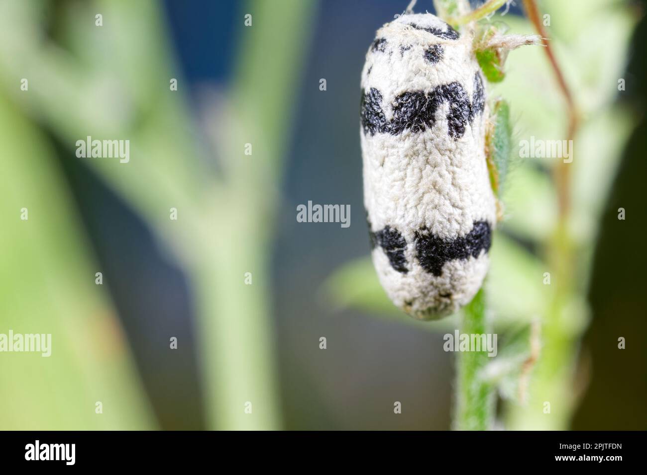 Ichneumon wasp pupa (Campopleginae Stock Photo - Alamy