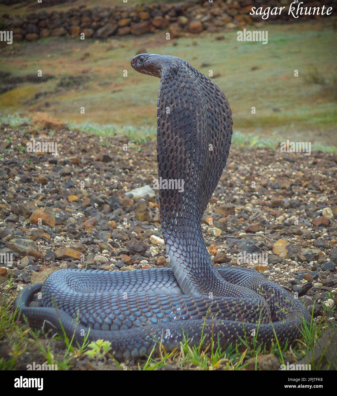 Indian spectacle cobra (naja naja), satara maharashtra india (1 Stock ...