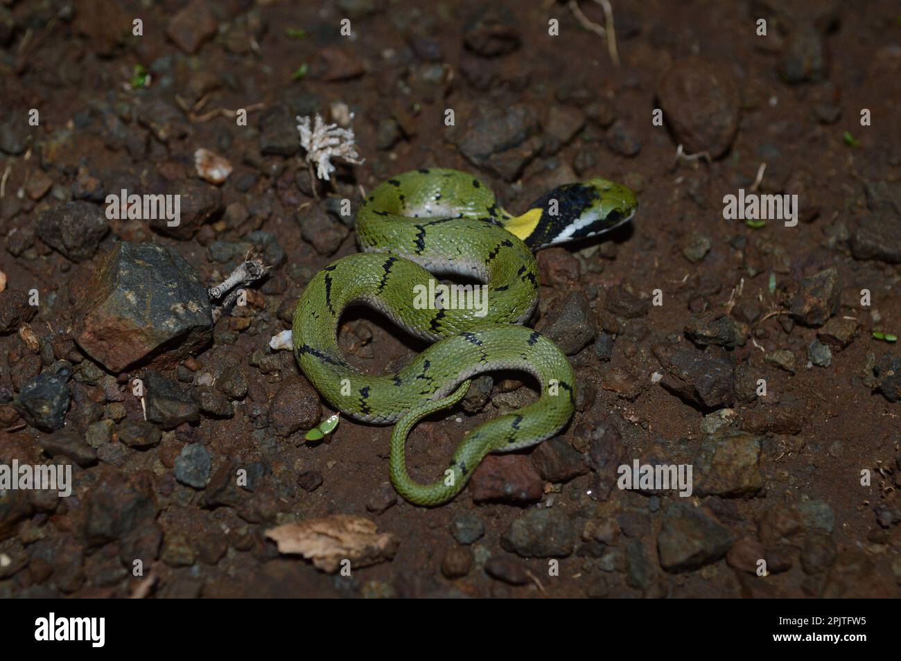 Juvenile green keelback snake (Rhabdophis plumbicolor), satara ...