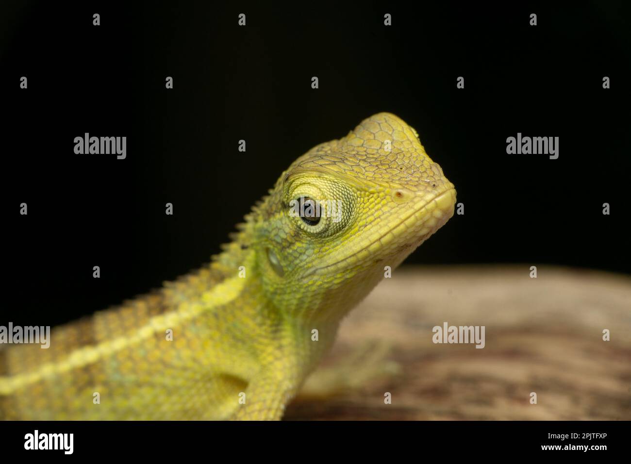 Juvenile guarden lizard, satara maharashtra india Stock Photo - Alamy