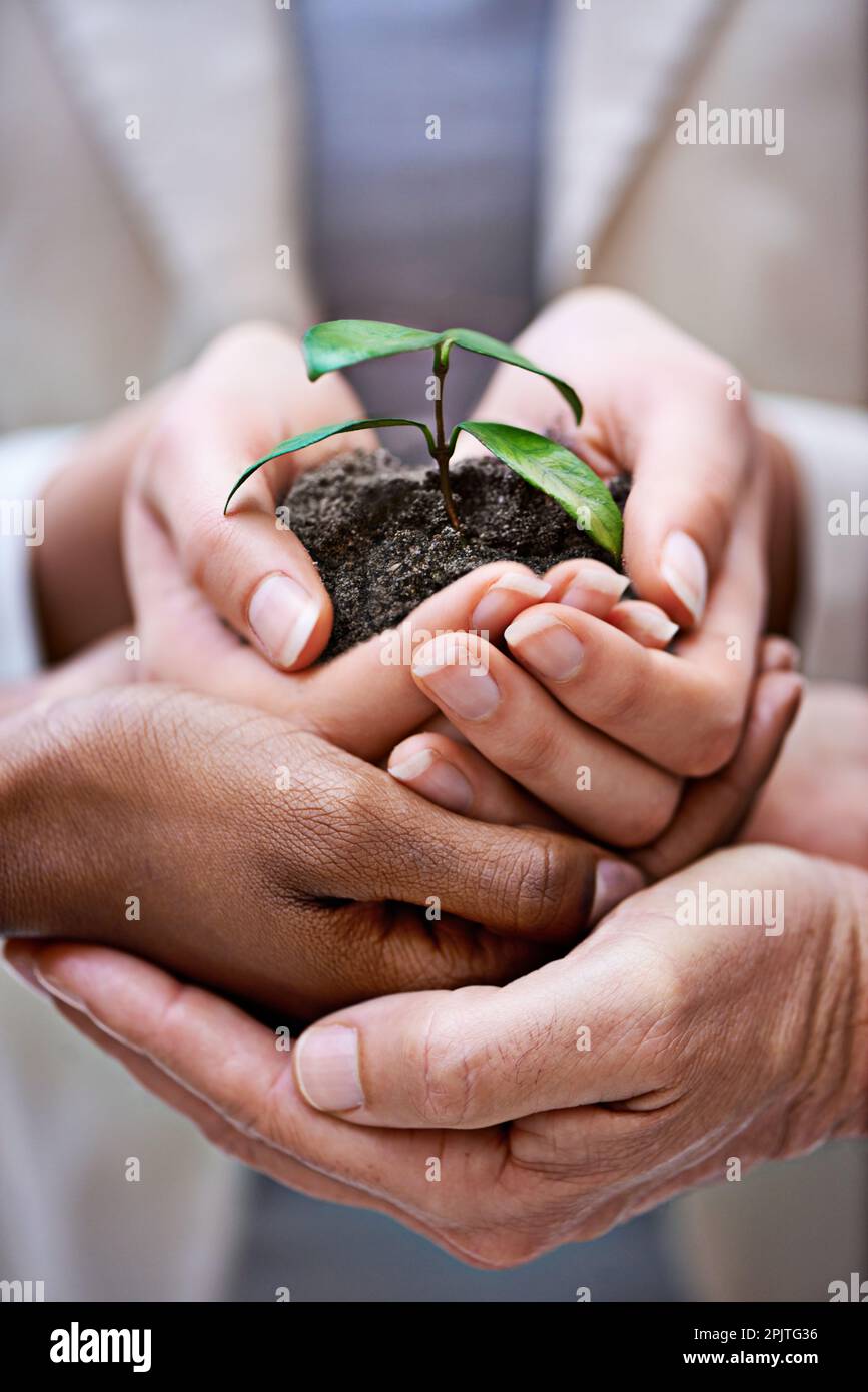 Nurturing their business as a team. a hands holding a budding plant ...