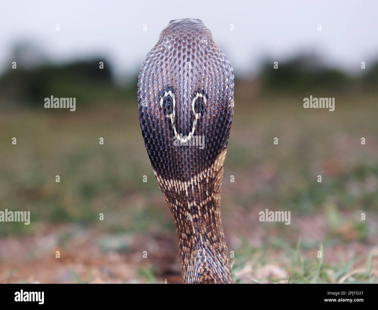 Juvenile indian cobra (naja naja), satara maharashtra india (2 Stock ...