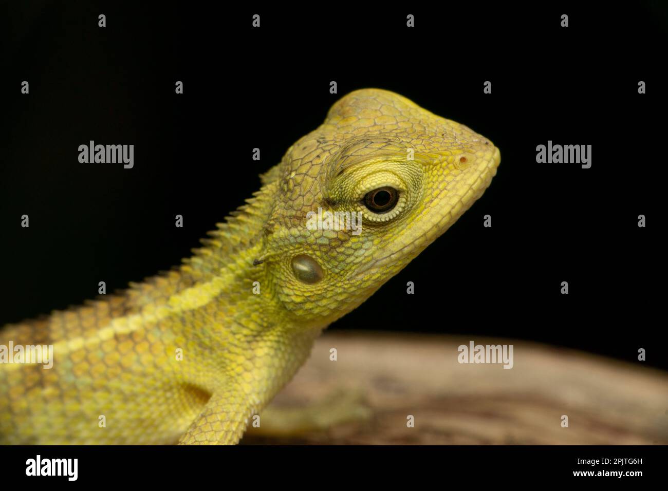 Juvenile indian guarden lizard (Calotes versicolor), satara maharashtra ...