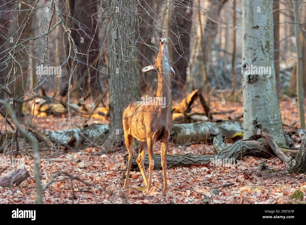 White-tailed deer - the hind nibbles the new buds of the tree, forest ...
