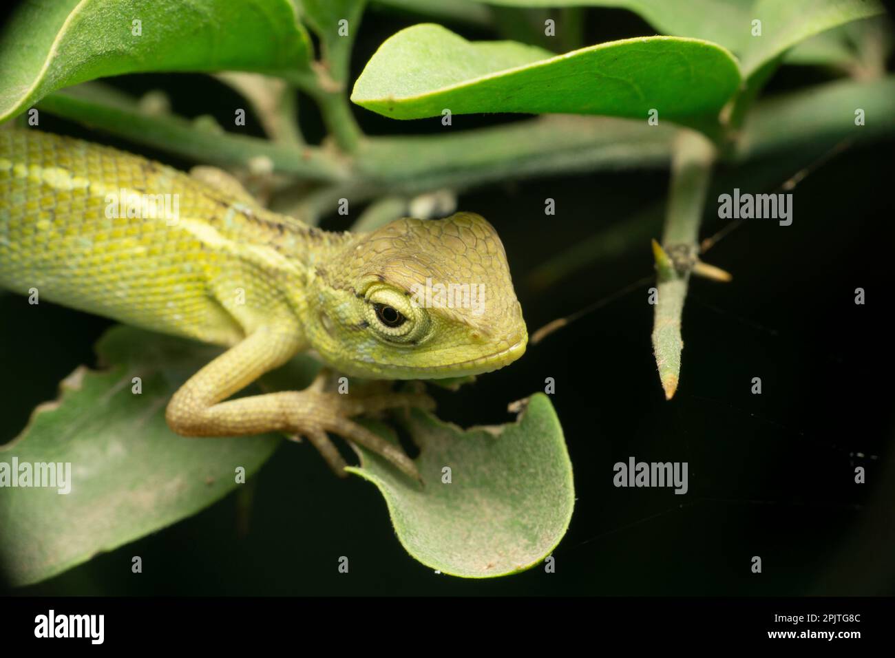 Juvenile indian guarden lizard (Calotes versicolor), satara maharashtra ...