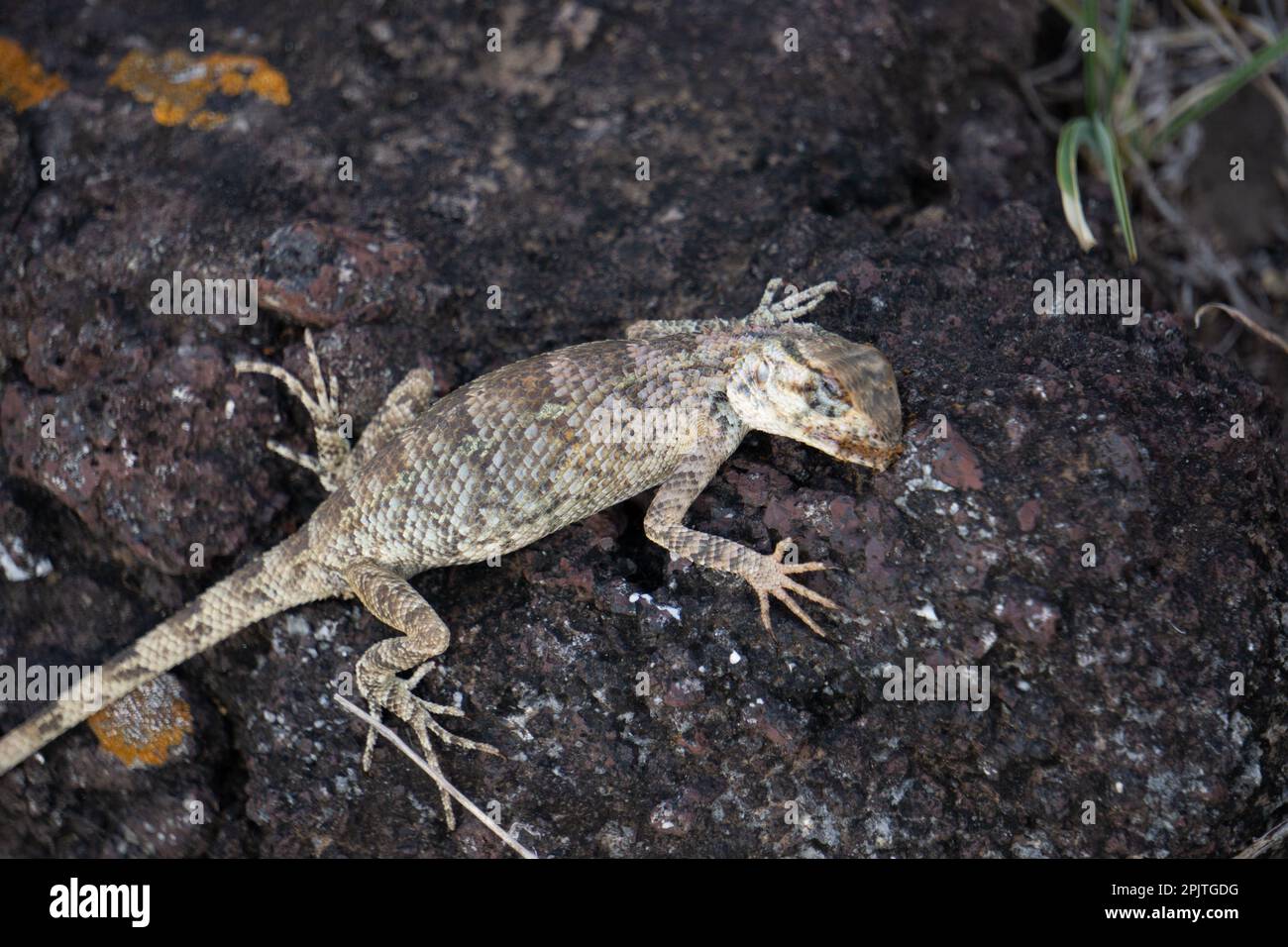 Lizard killed by shrike bird, satara maharashtra india Stock Photo - Alamy