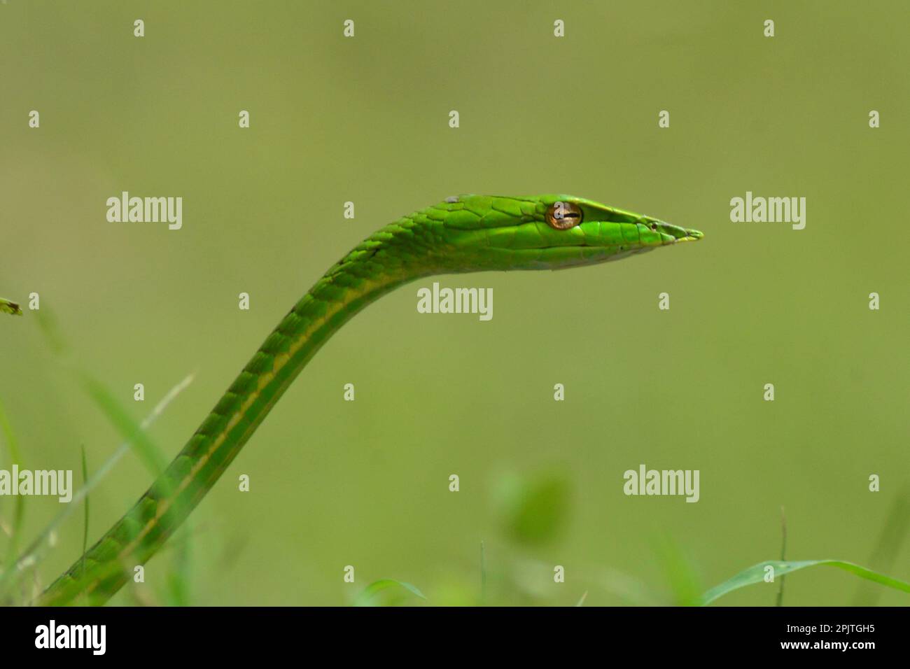 Long nose vine snake (Ahaetulla oxyruncha), satara maharashtra india (2 ...