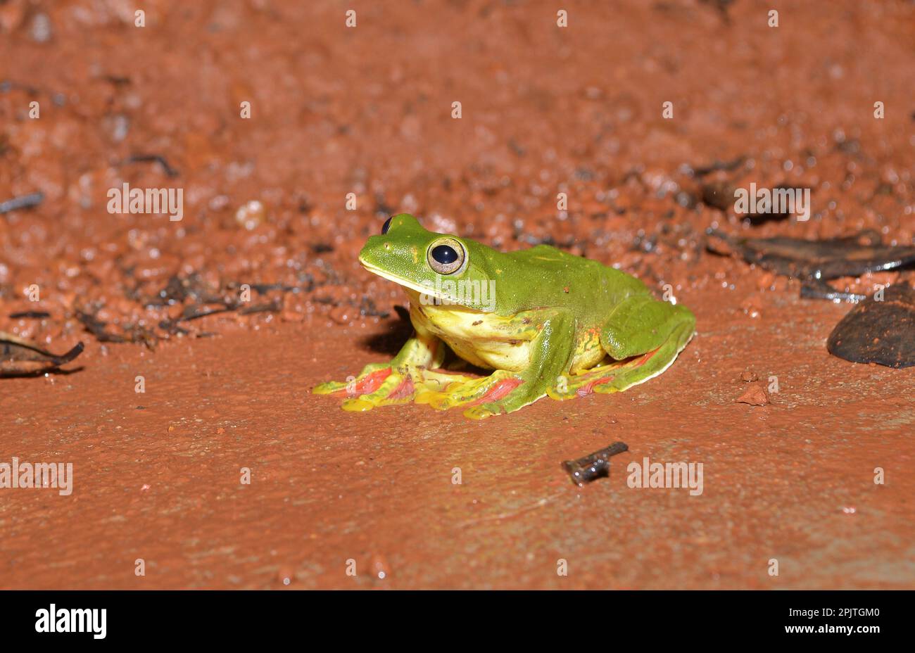 Malabar flying frog (Rhacophorus malabaricus), satara maharashtra india ...