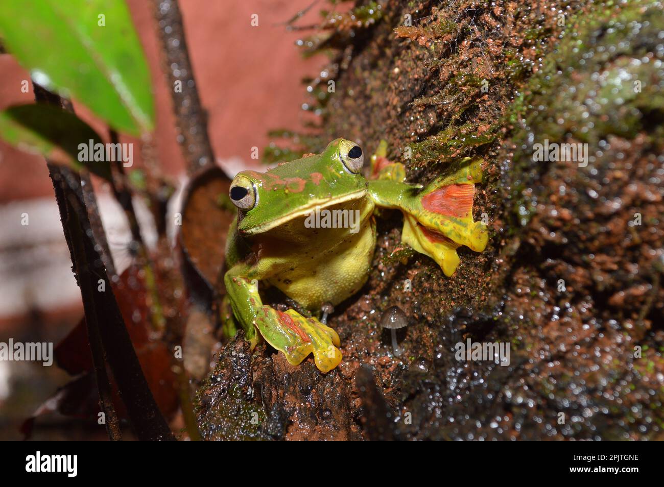 Malabar flying frog (Rhacophorus malabaricus), satara maharashtra india ...