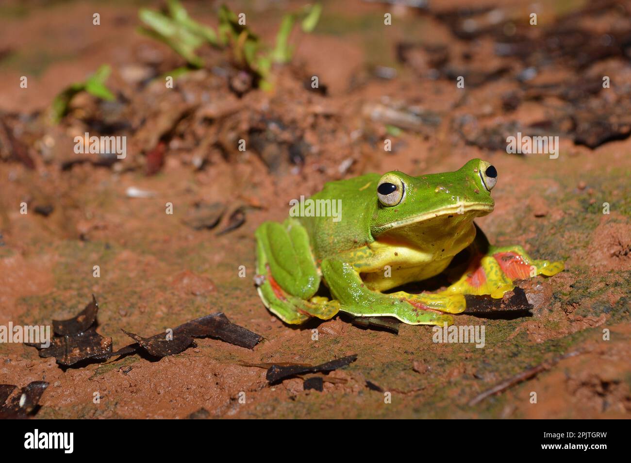 Malabar flying frog (Rhacophorus malabaricus), satara maharashtra india ...