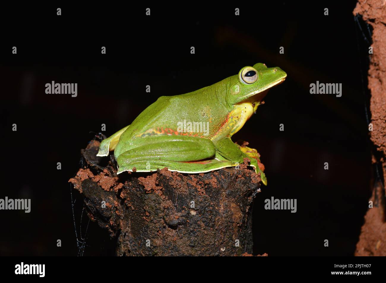 Malabar flying frog (Rhacophorus malabaricus), satara maharashtra india ...