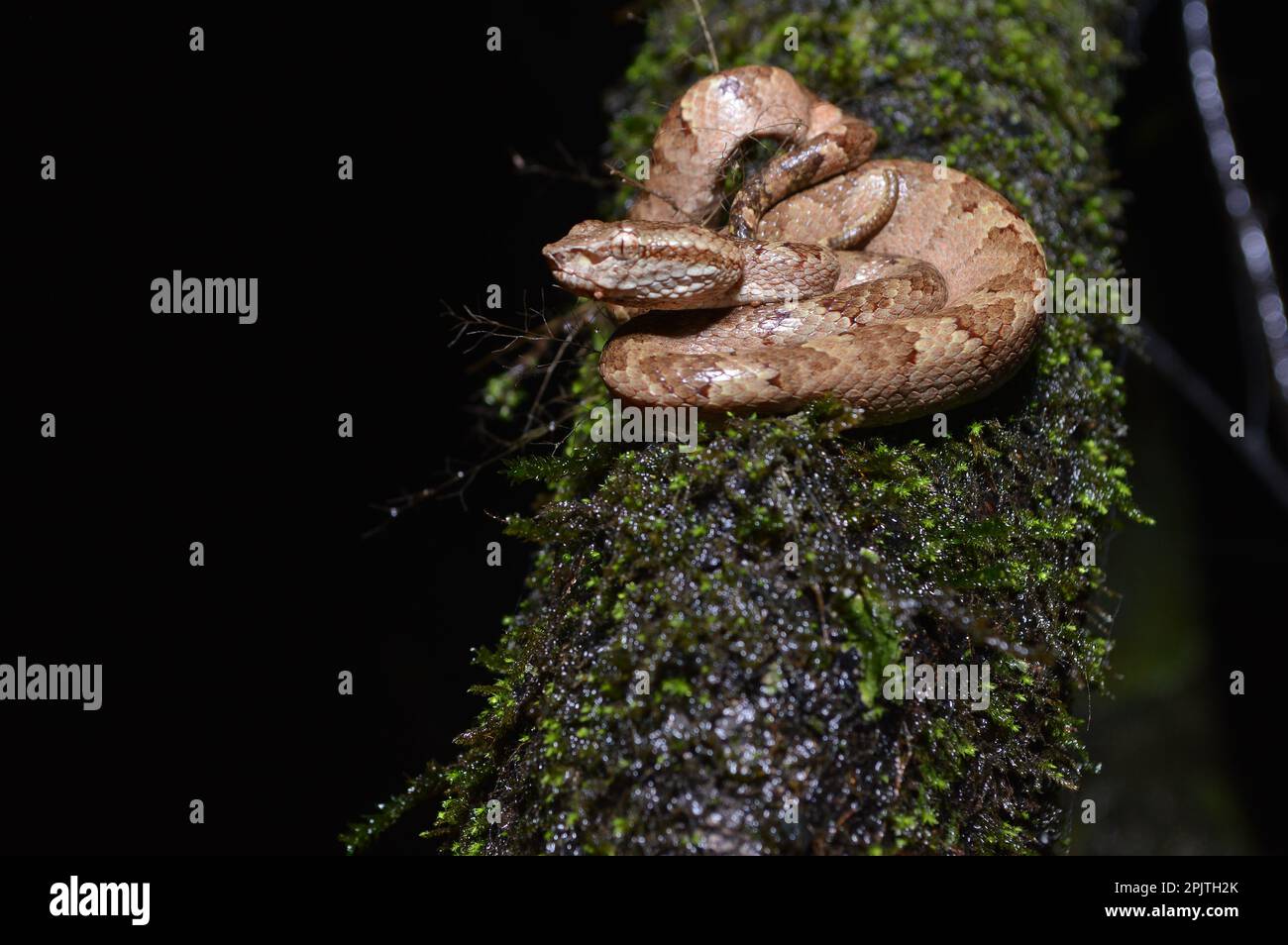 Malabar pit viper (Craspedocephalus malabaricus) endemic to western ...