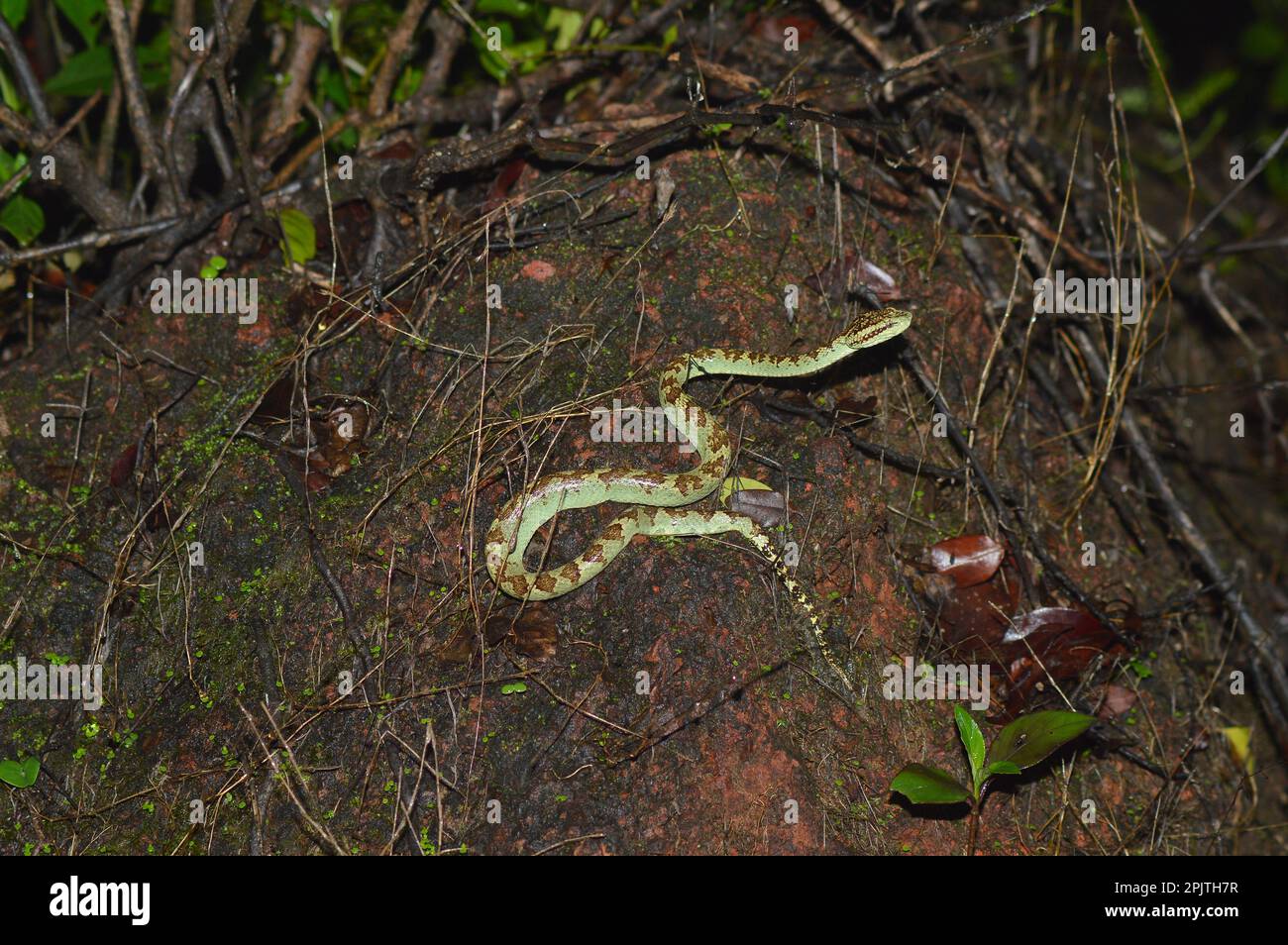 Malabar pit viper (Craspedocephalus malabaricus) endemic to western ...