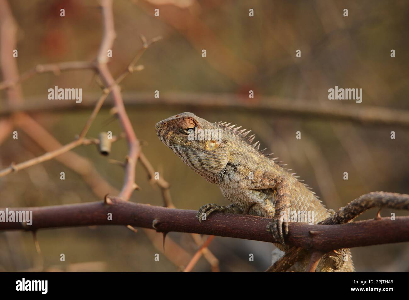 Male changeable lizard (Calotes versicolor), satara maharashtra india ...