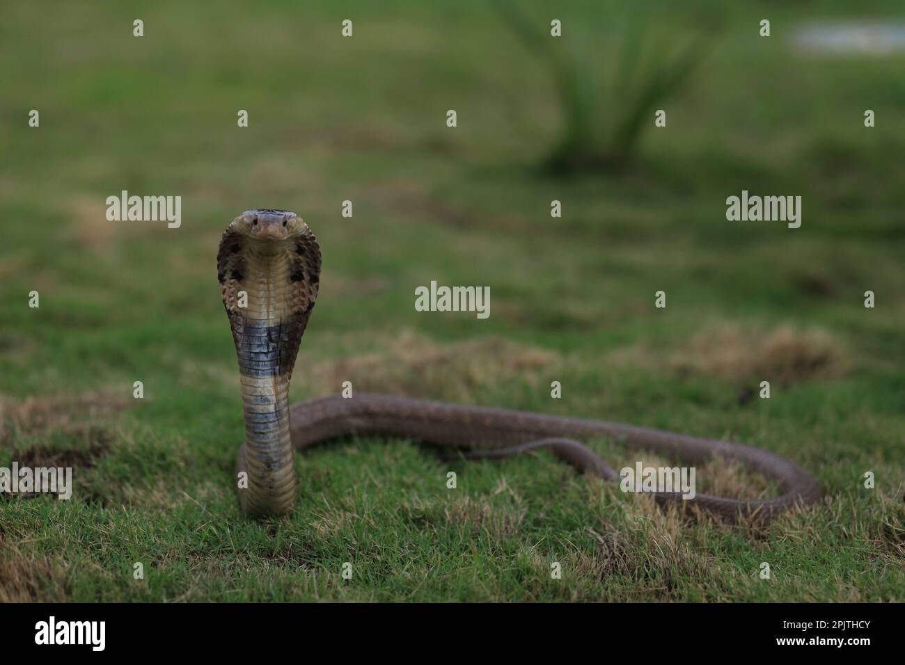 monocled cobra (Naja kaouthia), also called monocellate cobra, or ...