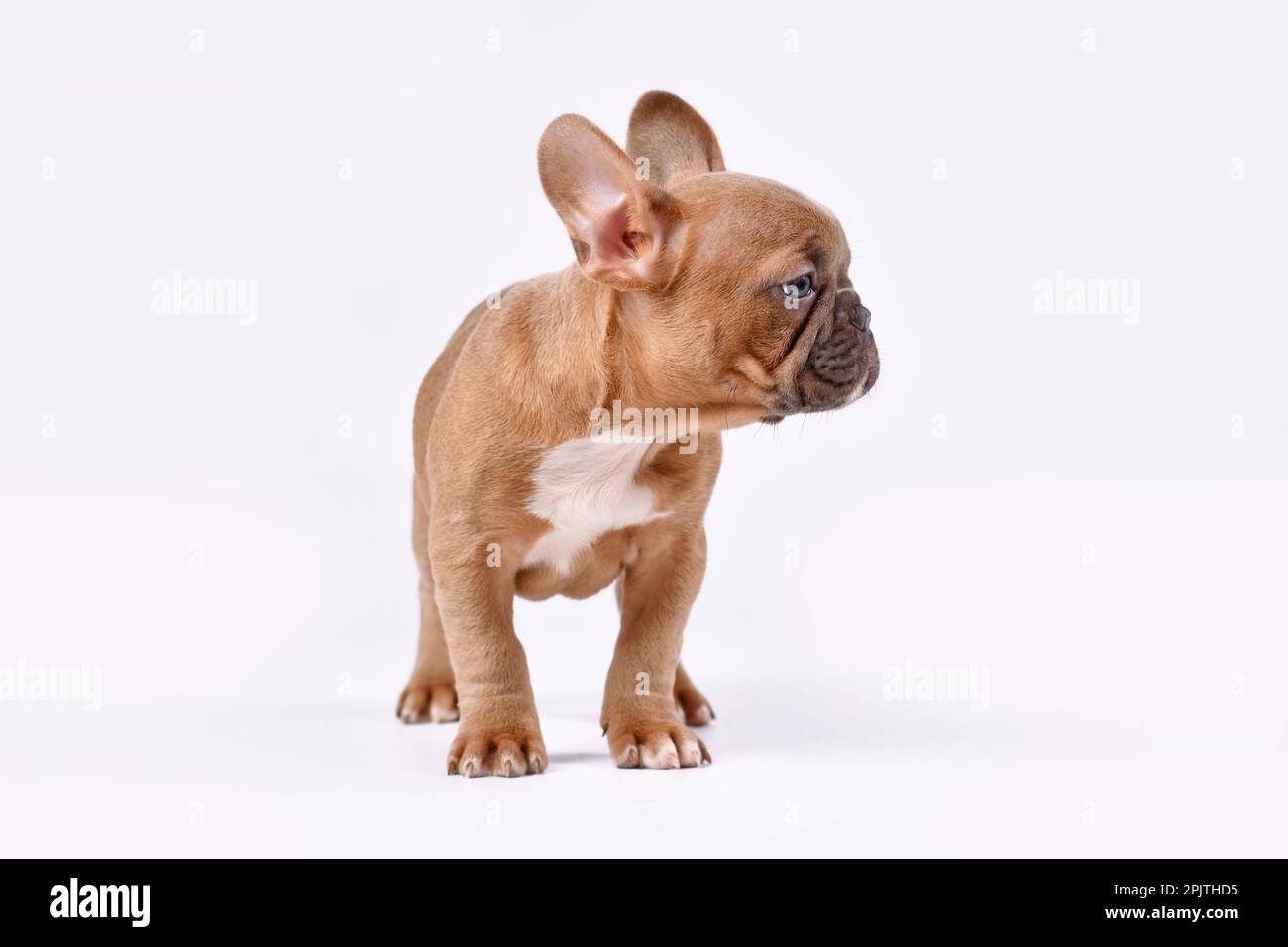 Blue fawn French Bulldog dog puppy standing on white background Stock ...