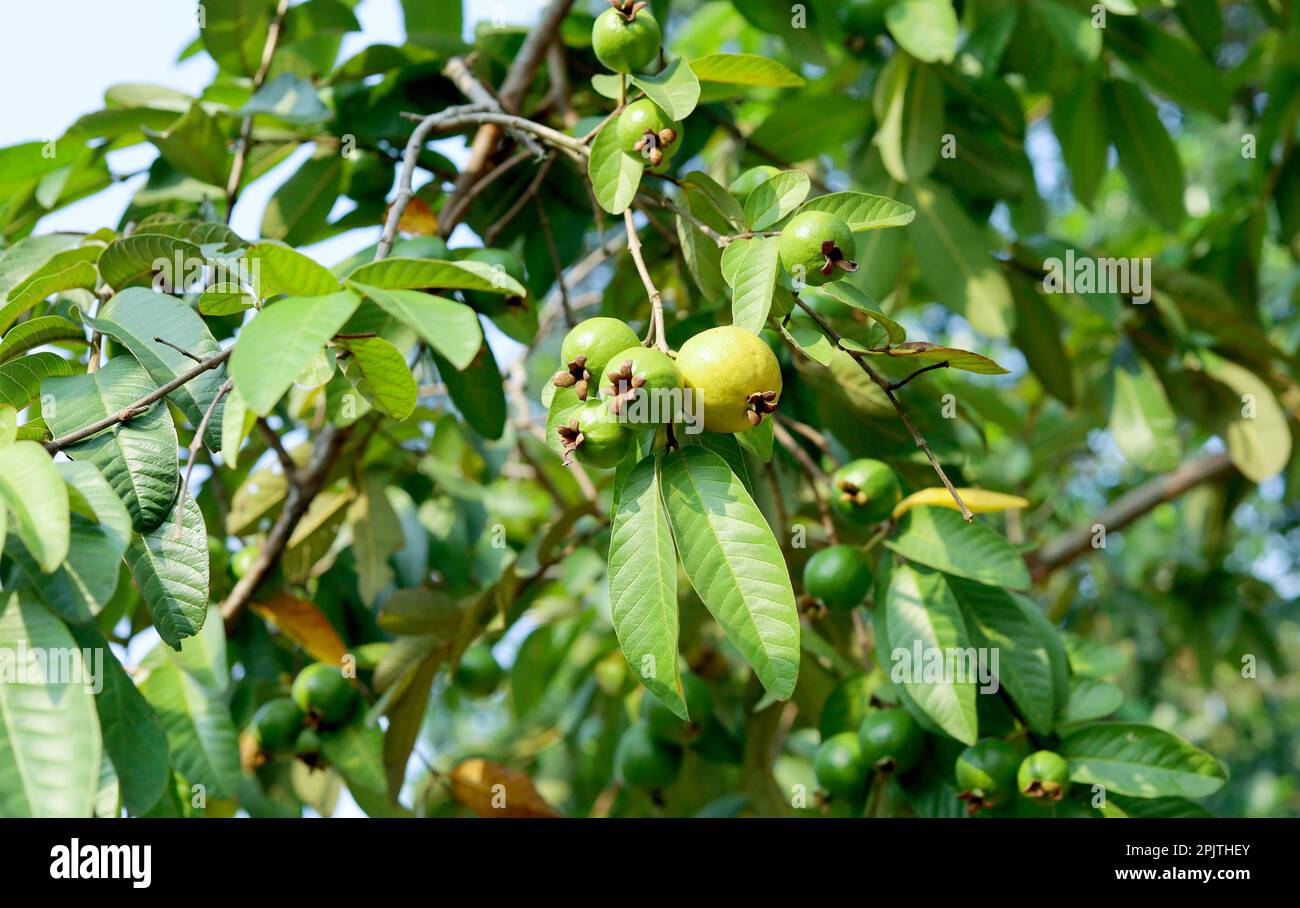 guava fruit on tree - ripe and unripe guava fruit Stock Photo - Alamy
