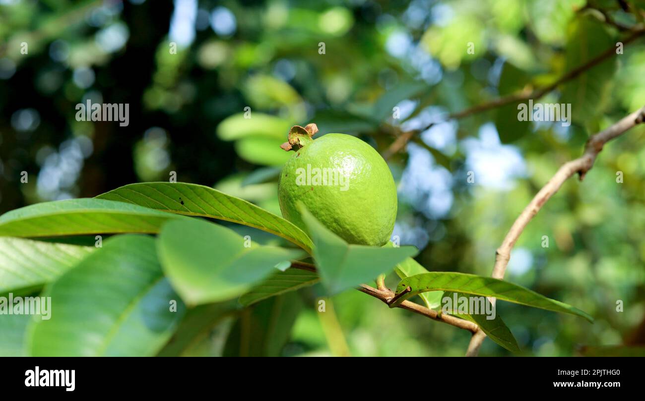 Green guava on tree hi-res stock photography and images - Alamy