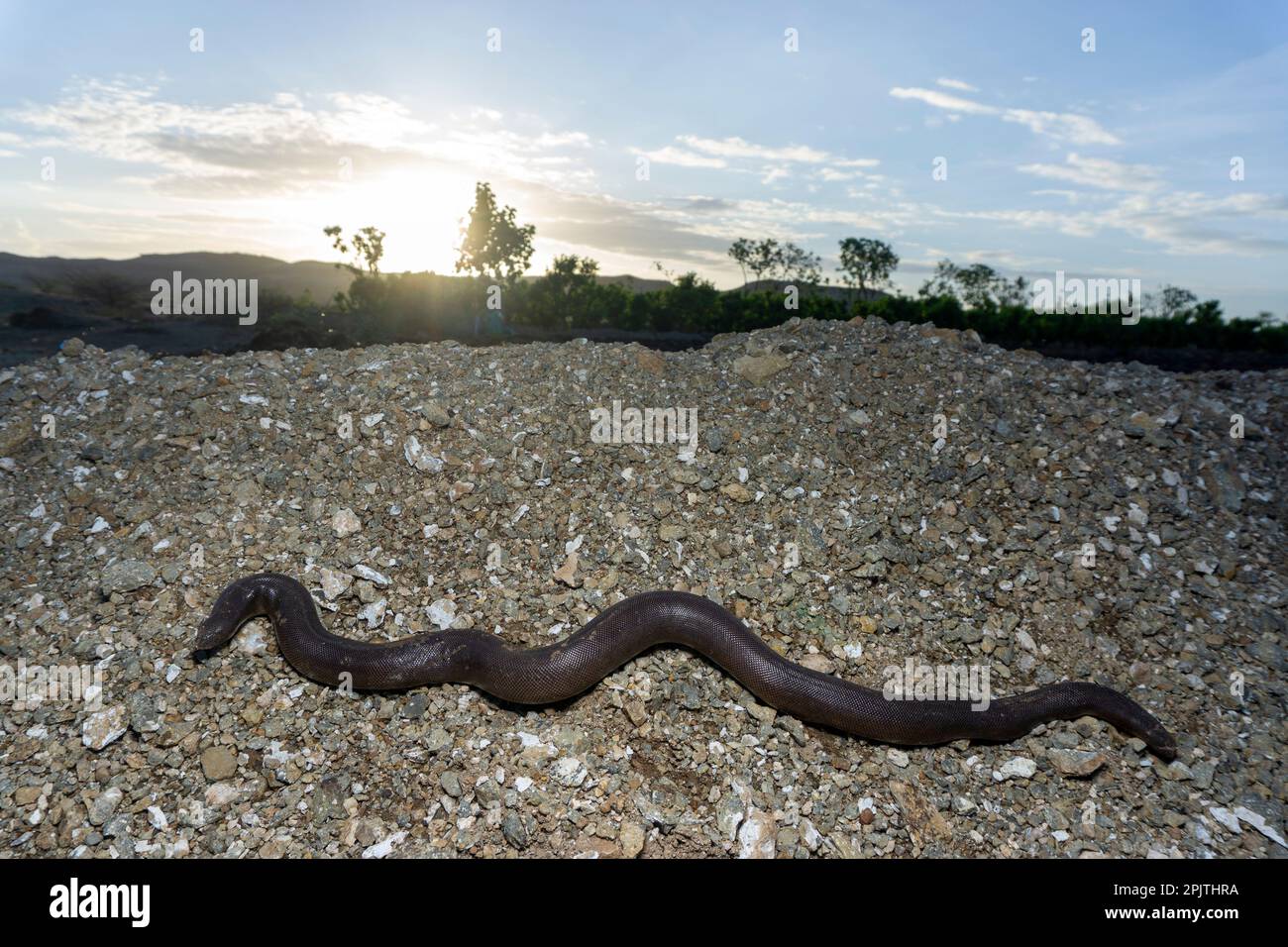 Common sand boa hi-res stock photography and images - Alamy